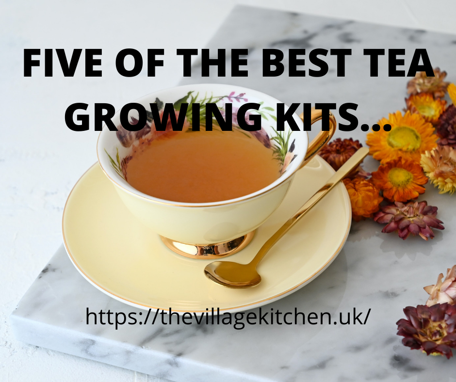 FIVE OF THE BEST TEA GROWING KITS… – THE VILLAGE KITCHEN